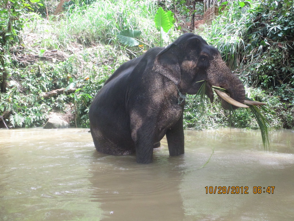 Sri Lankan Elephant in October 2012 by rgordonjones. Working elephant ...