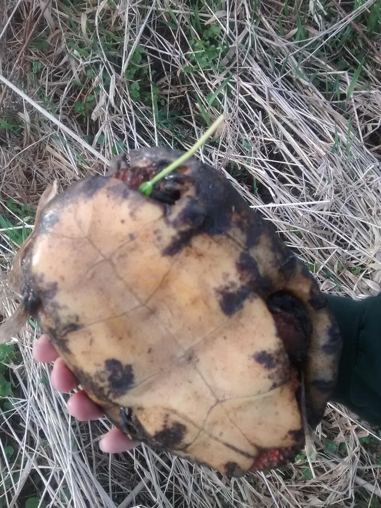 Wood Turtle in May 2015 by saperry · iNaturalist