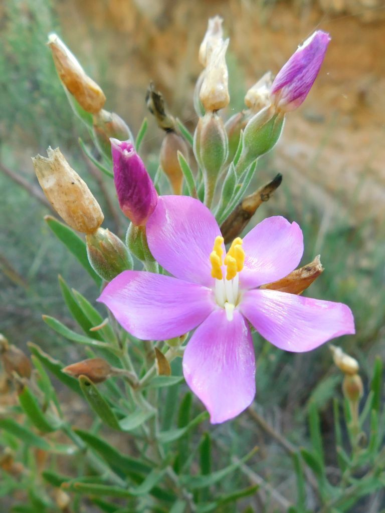 Sea Rose from Greyton Loerkop, 7233, South Africa on February 27, 2022 ...