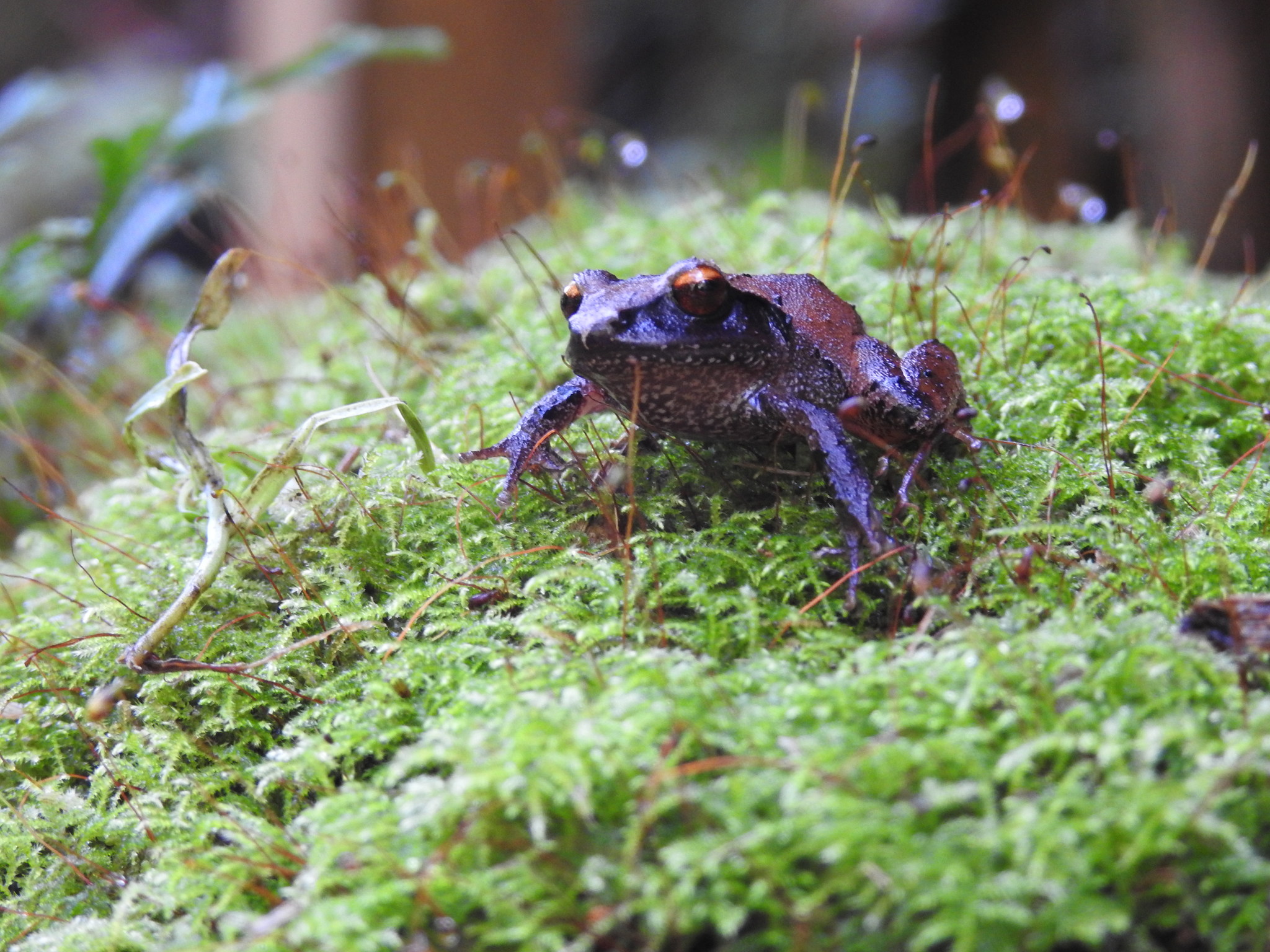 Craugastor bocourti (Brocchi, 1877)