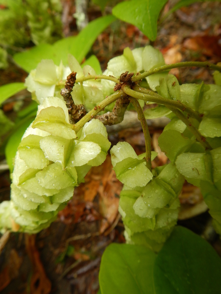 (Terminalia amazonia) - Botanical Realm
