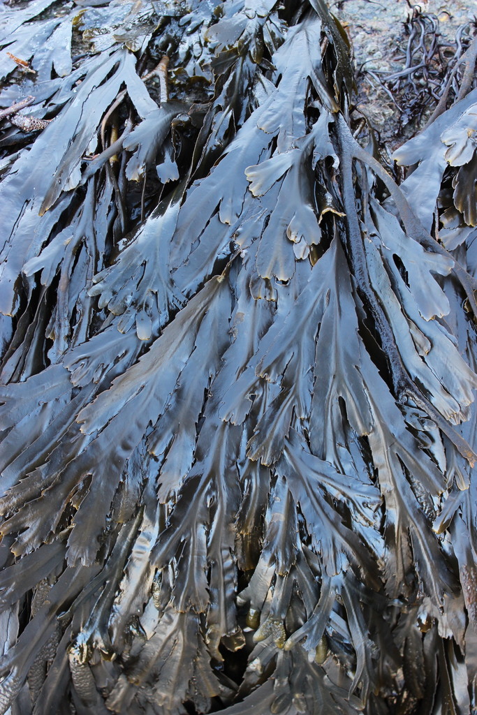 Saw Wrack from Heligoland, Germany on February 27, 2022 at 03:21 PM by ...