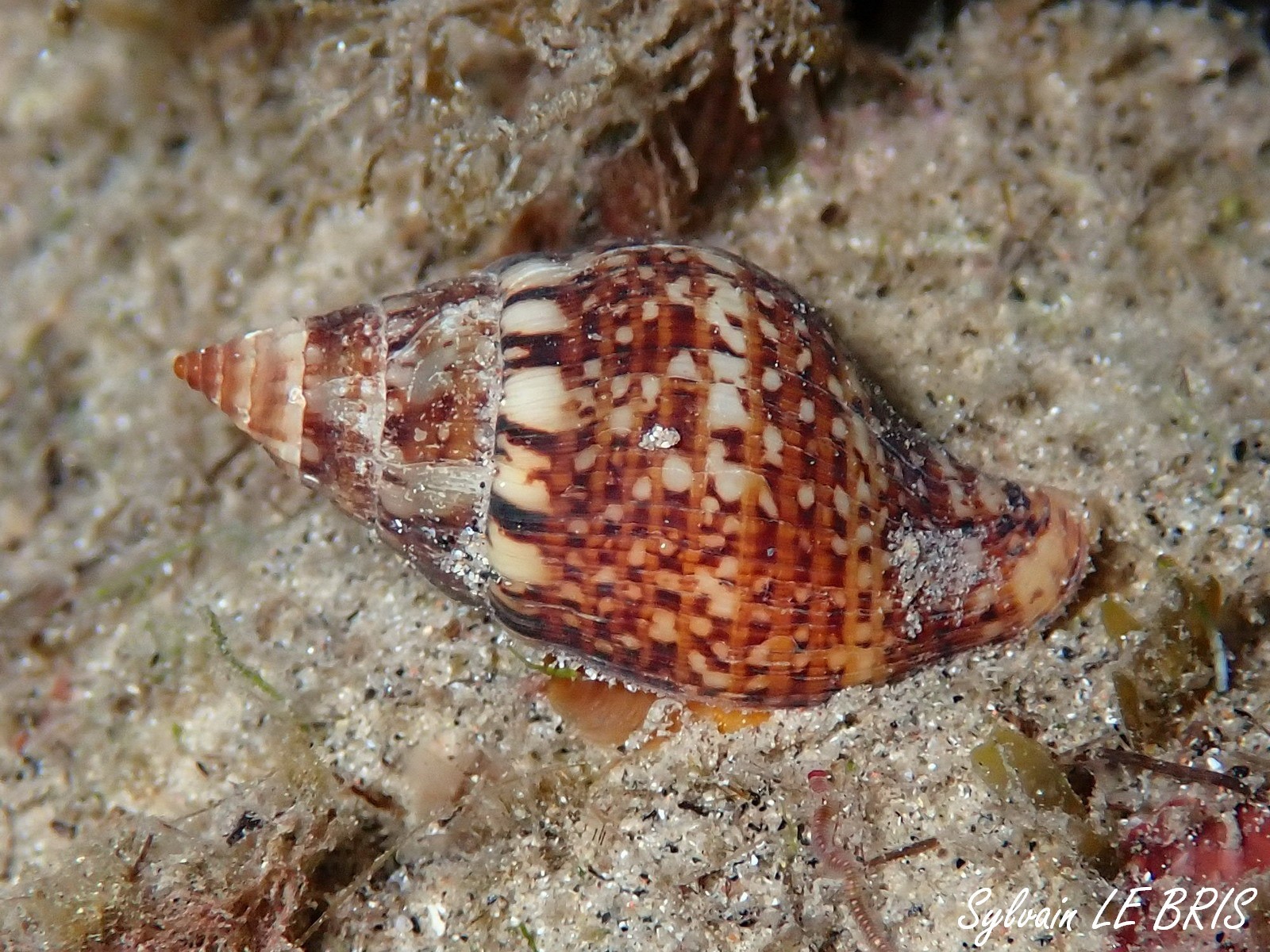 Euthria cornea (Linnaeus, 1758)