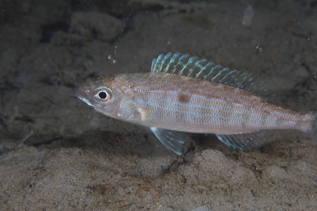 (Spicara flexuosum) - Marine Life Identification