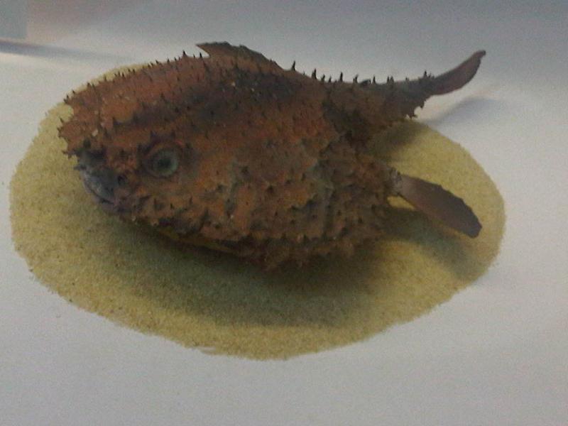 Starry Seabat (Halieutaea stellata) - Marine Life Identification