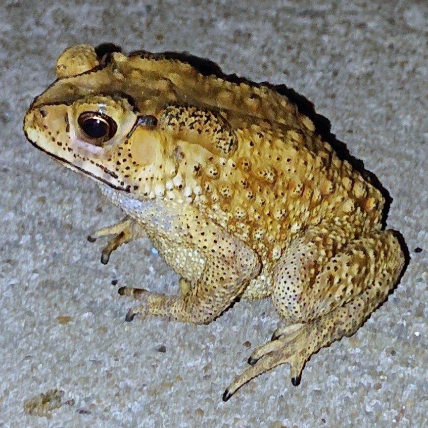 Asian Common Toad in February 2022 by Sutthikhun Phaengphongsai ...
