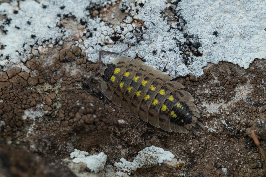 Brickwork Woodlouse from 34380 Viols-en-Laval, France on February 14 ...