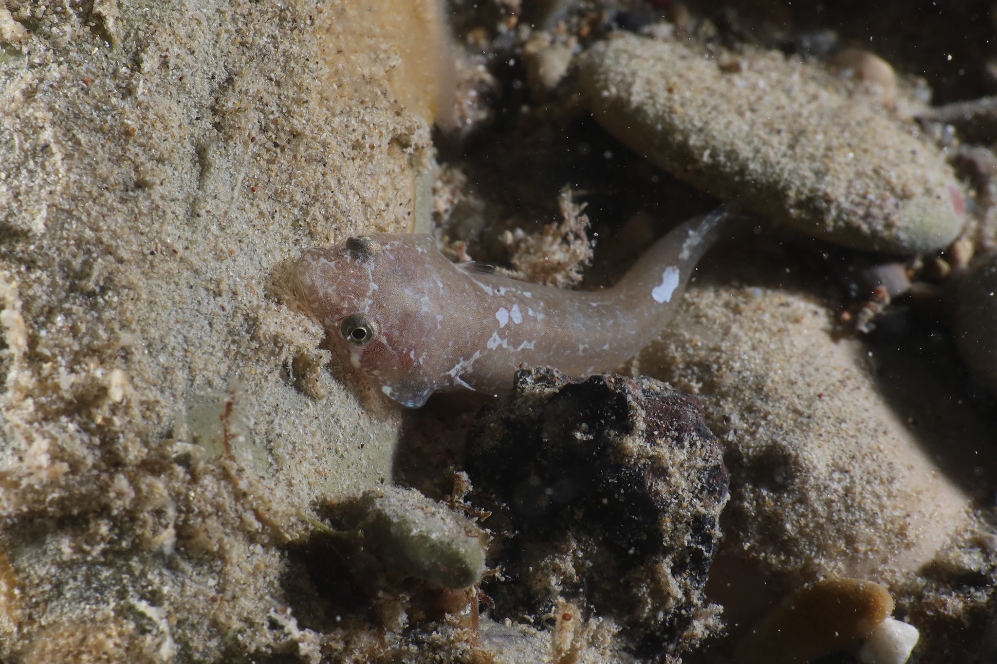 Diplecogaster Fraser-Brunner, 1938