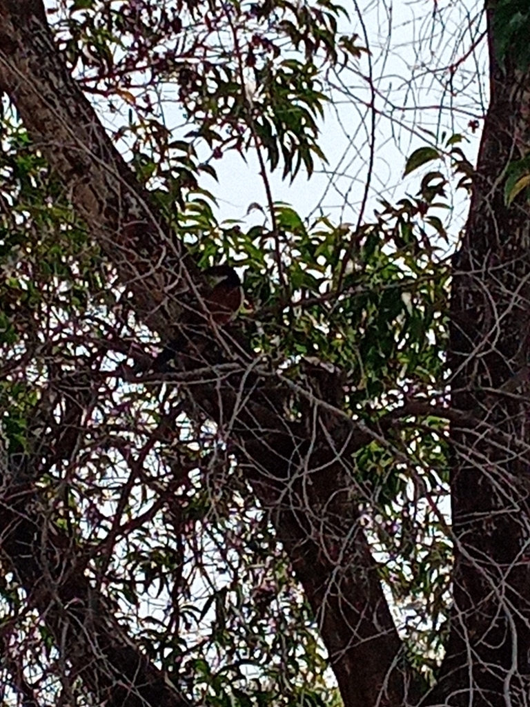 Senegal Coucal from Mallam on February 27, 2022 at 02:49 PM by Emmanuel ...