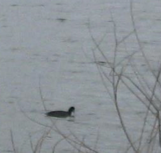 American Coot from Victor Braunig Lake, San Antonio, TX, US on February ...