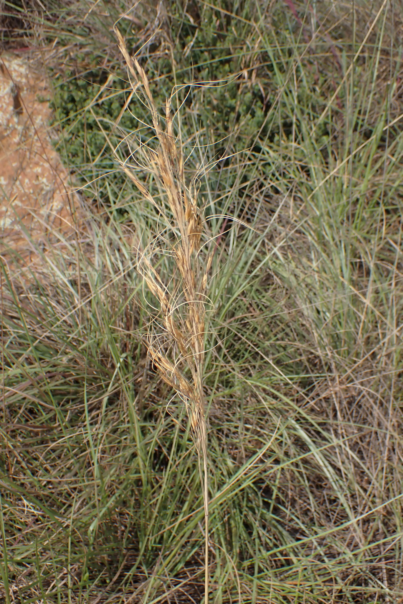 Loudetia simplex (Nees) C.E.Hubb.