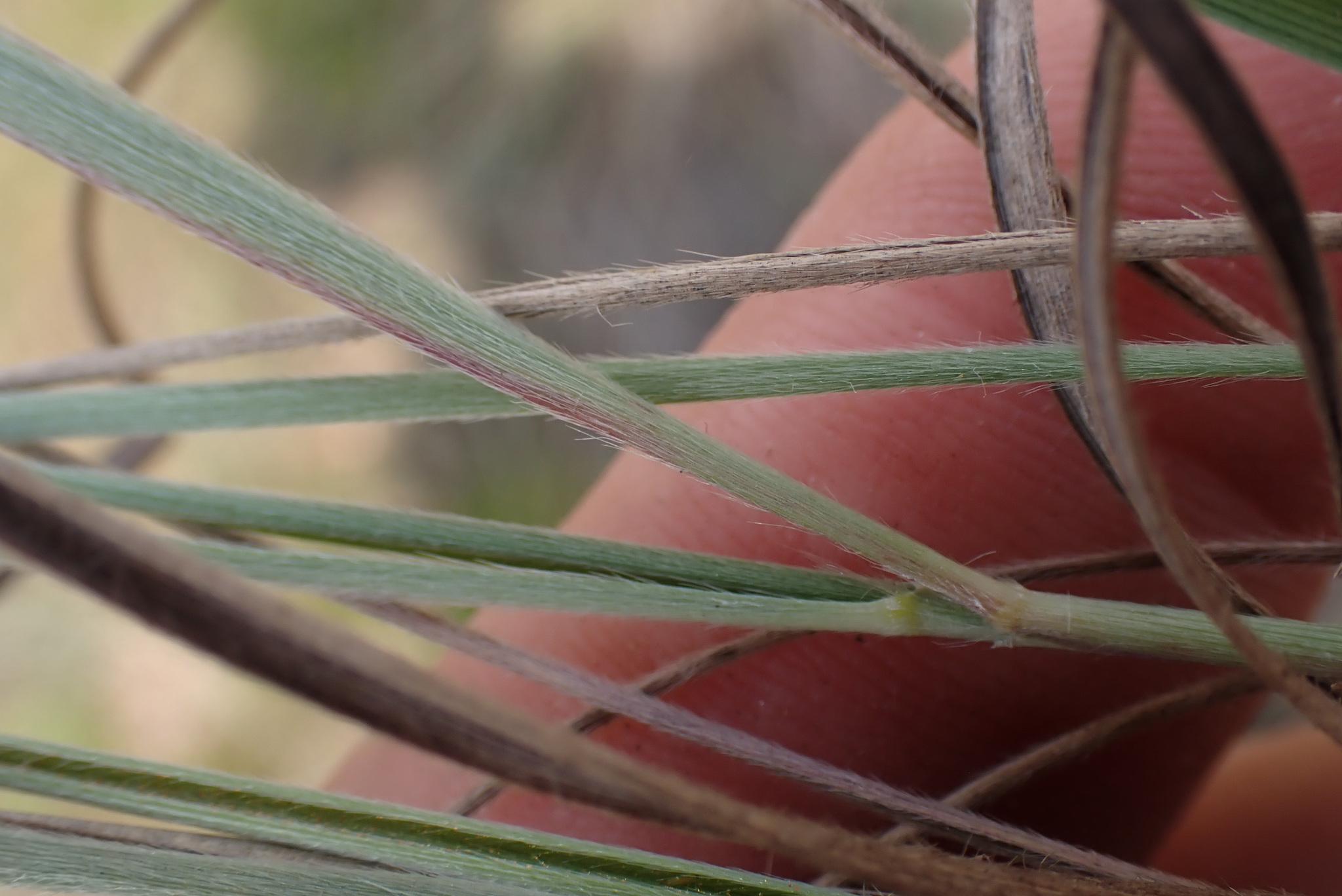 Loudetia simplex (Nees) C.E.Hubb.