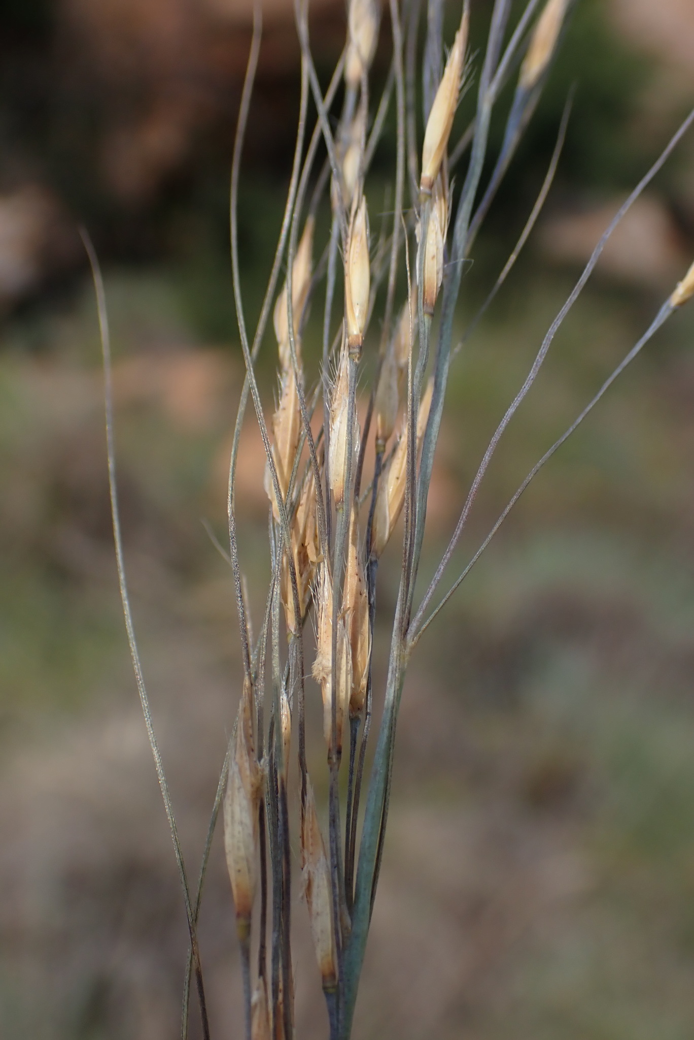 Loudetia simplex (Nees) C.E.Hubb.