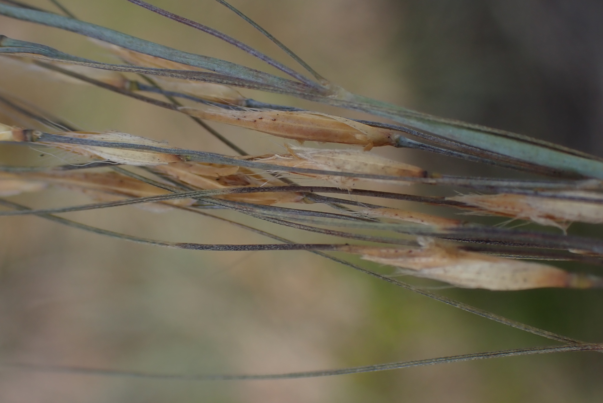 Loudetia simplex (Nees) C.E.Hubb.