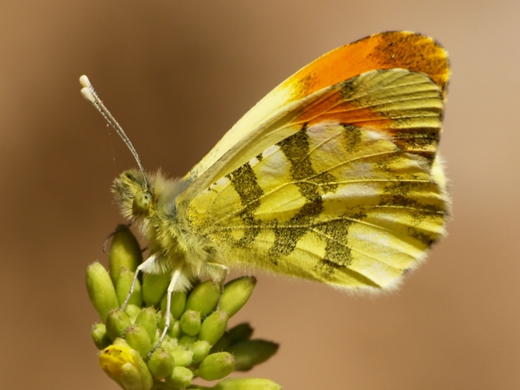 Provence Orange Tip (Insects of Jaén, AN, ES) · iNaturalist