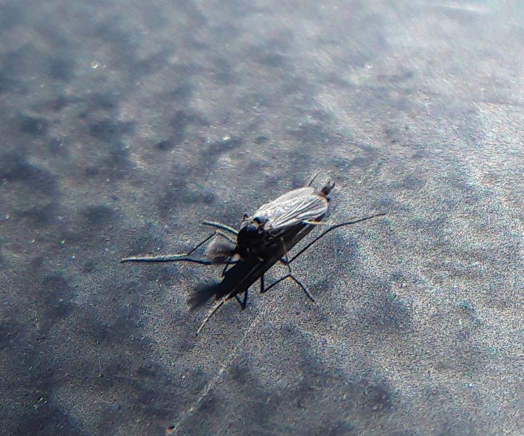 Non-biting Midges from Indianapolis, Indiana 46204, États-Unis on ...