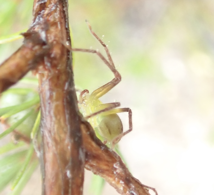 Crab Spiders from Blue Mountains, NSW, Australia on February 26, 2022 ...