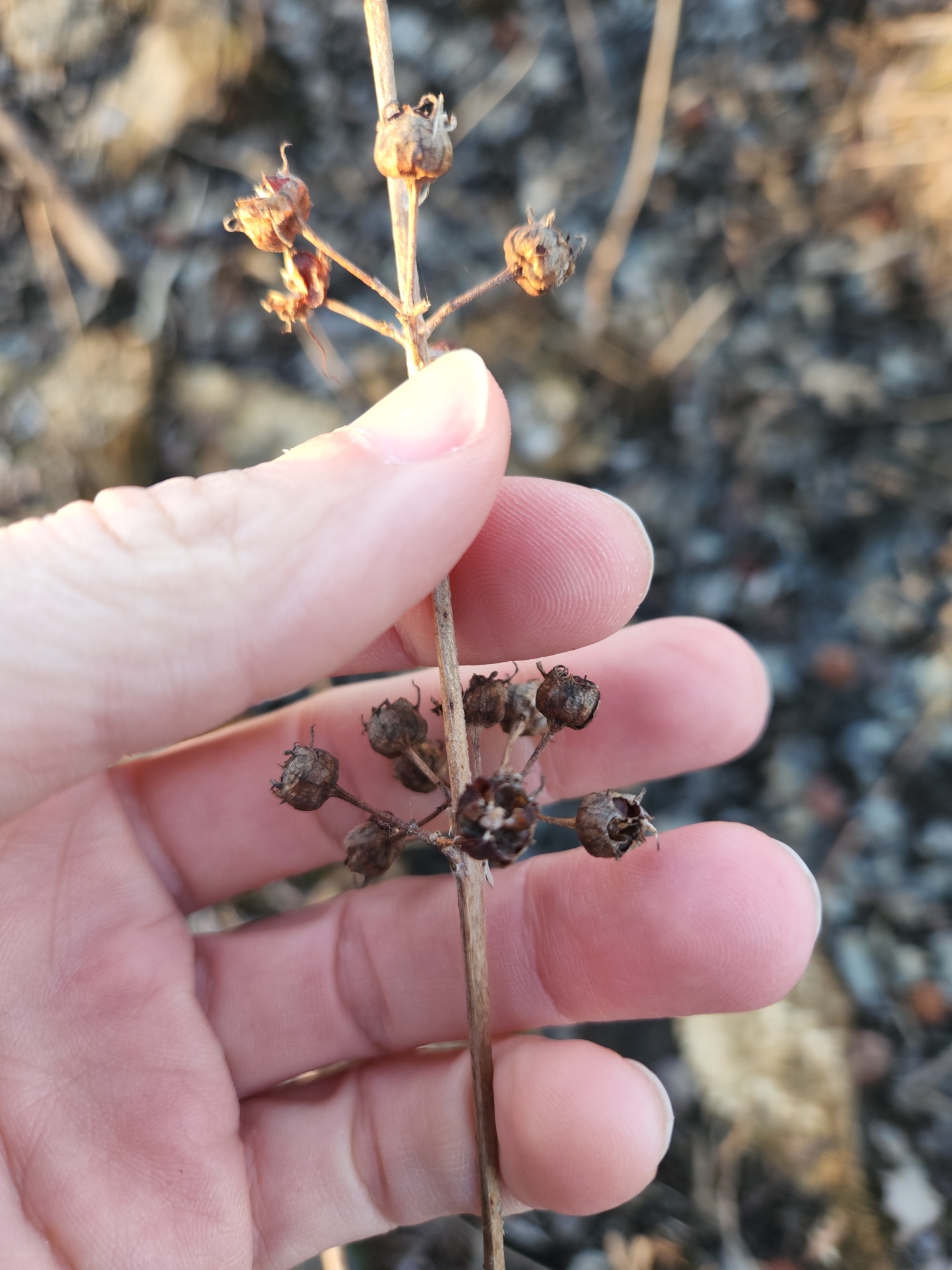 Decodon verticillatus (L.) Elliott