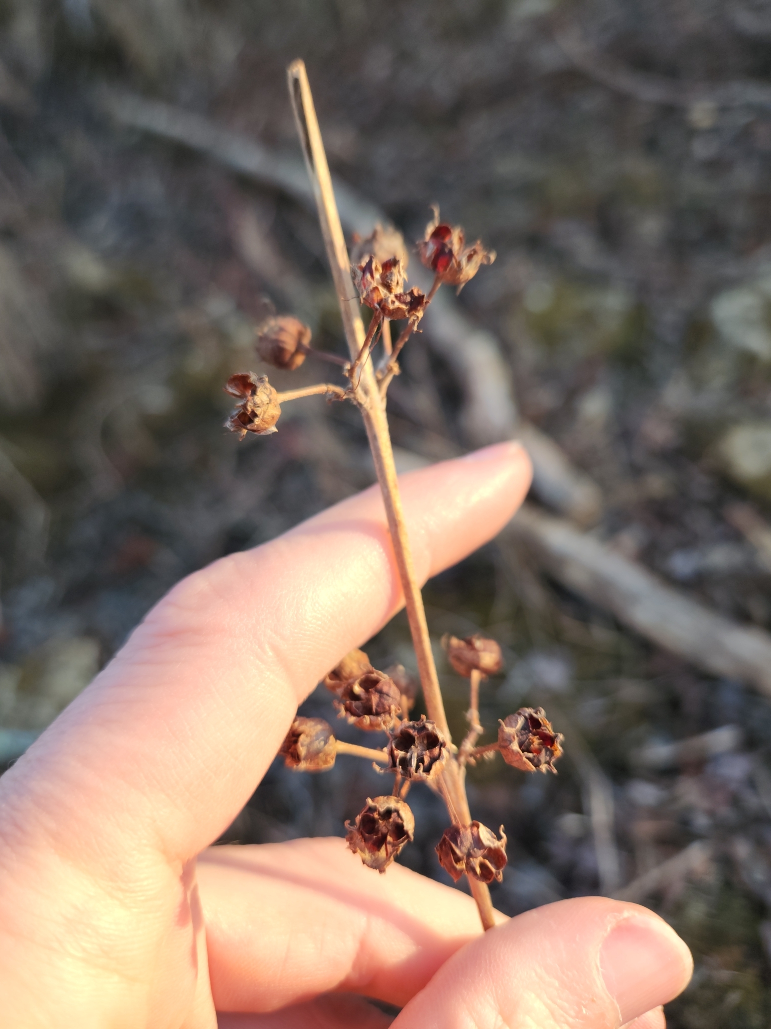 Decodon verticillatus (L.) Elliott