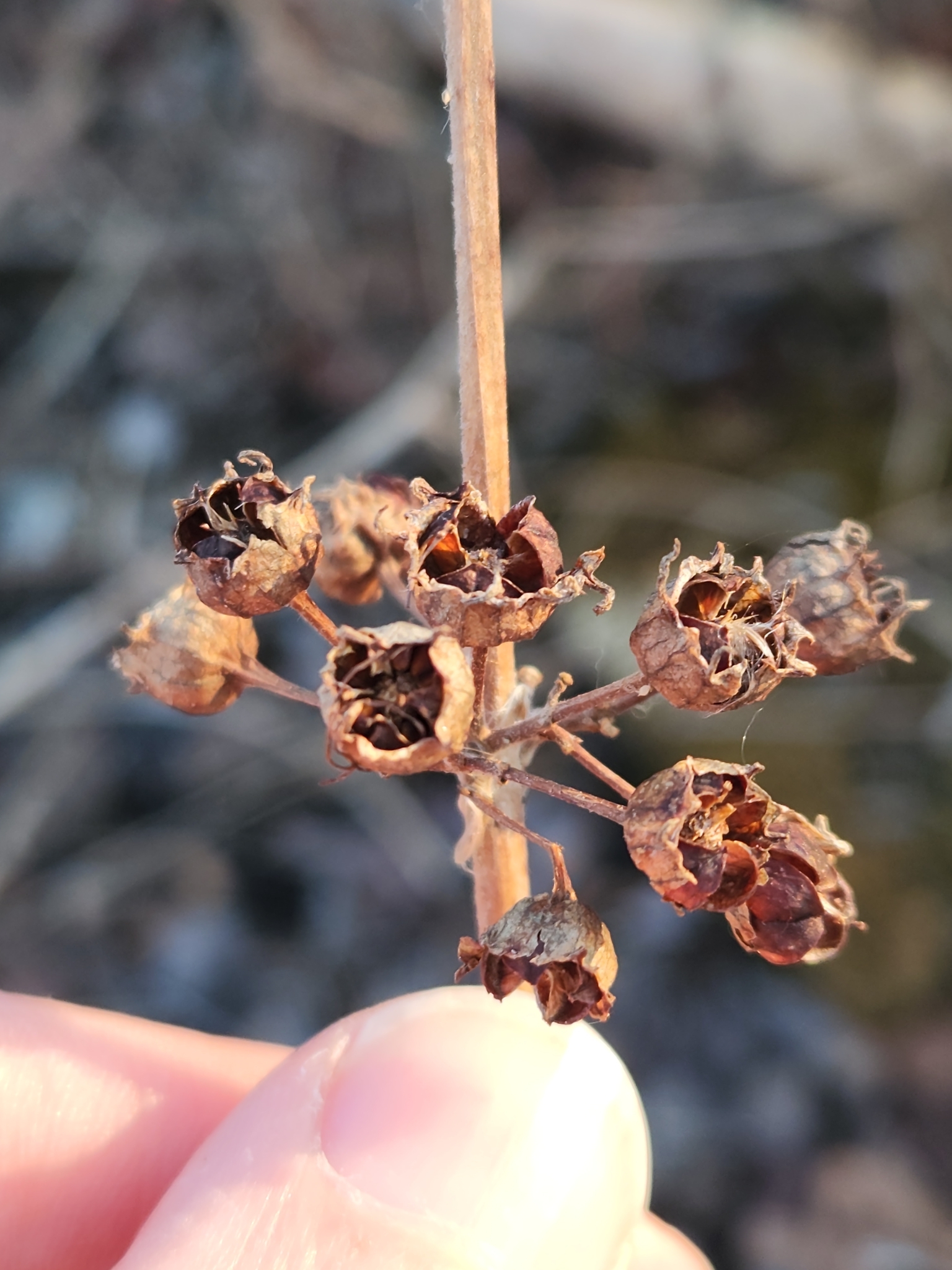 Decodon verticillatus (L.) Elliott