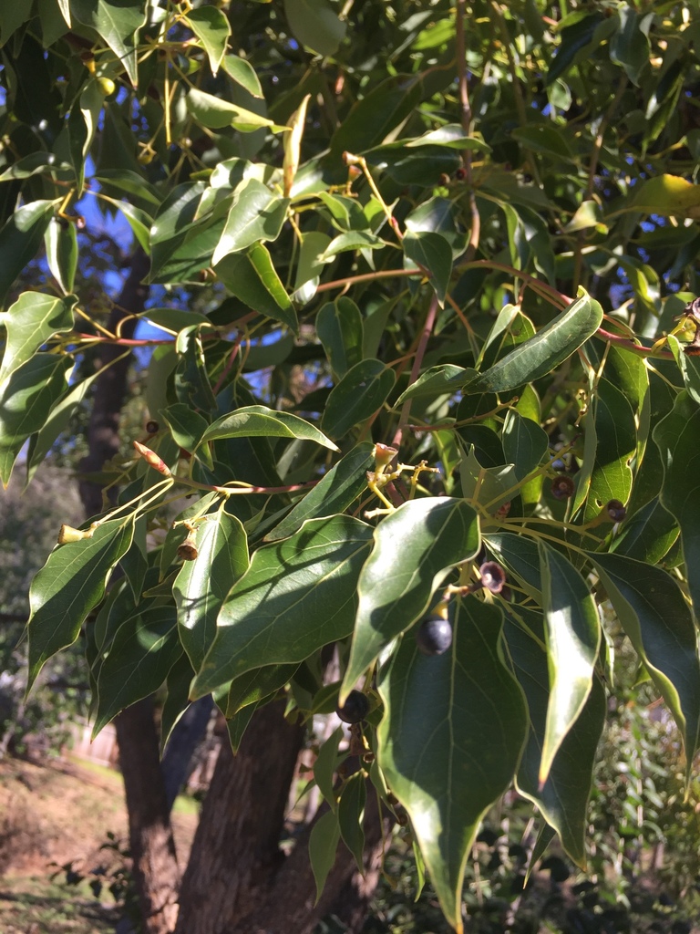 Camphor Tree from Tea Rose Dr, El Dorado Hills, CA, US on February 27 ...