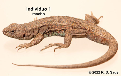 Blue Tree Iguana (Liolaemus coeruleus) - Snakes and Lizards