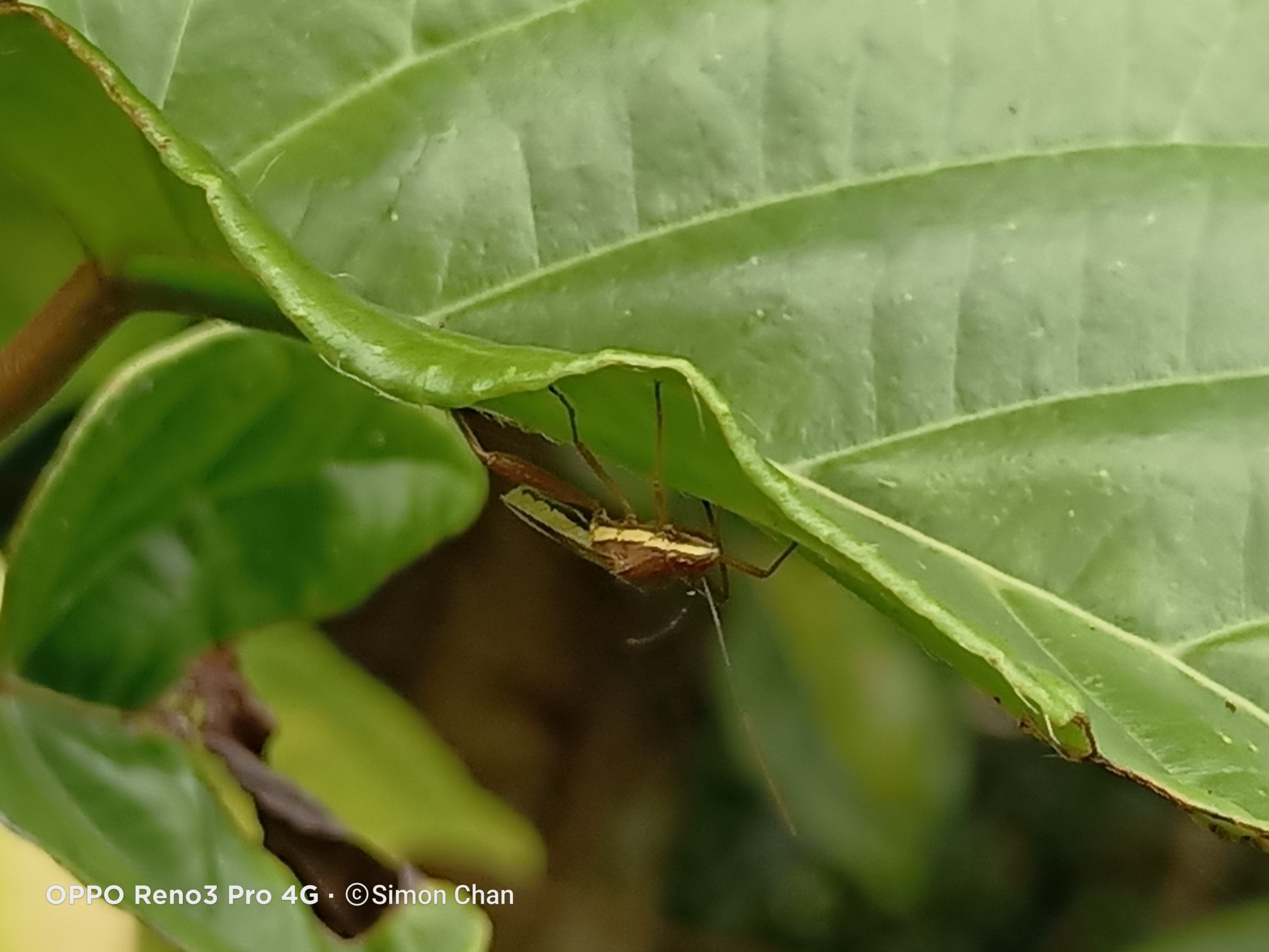 Riptortus linearis (Fabricius, 1775)