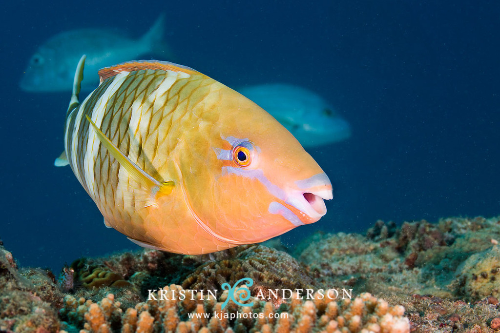 Bluebarred Parrotfish from Exmouth, WA, Australia on December 27, 2017 ...