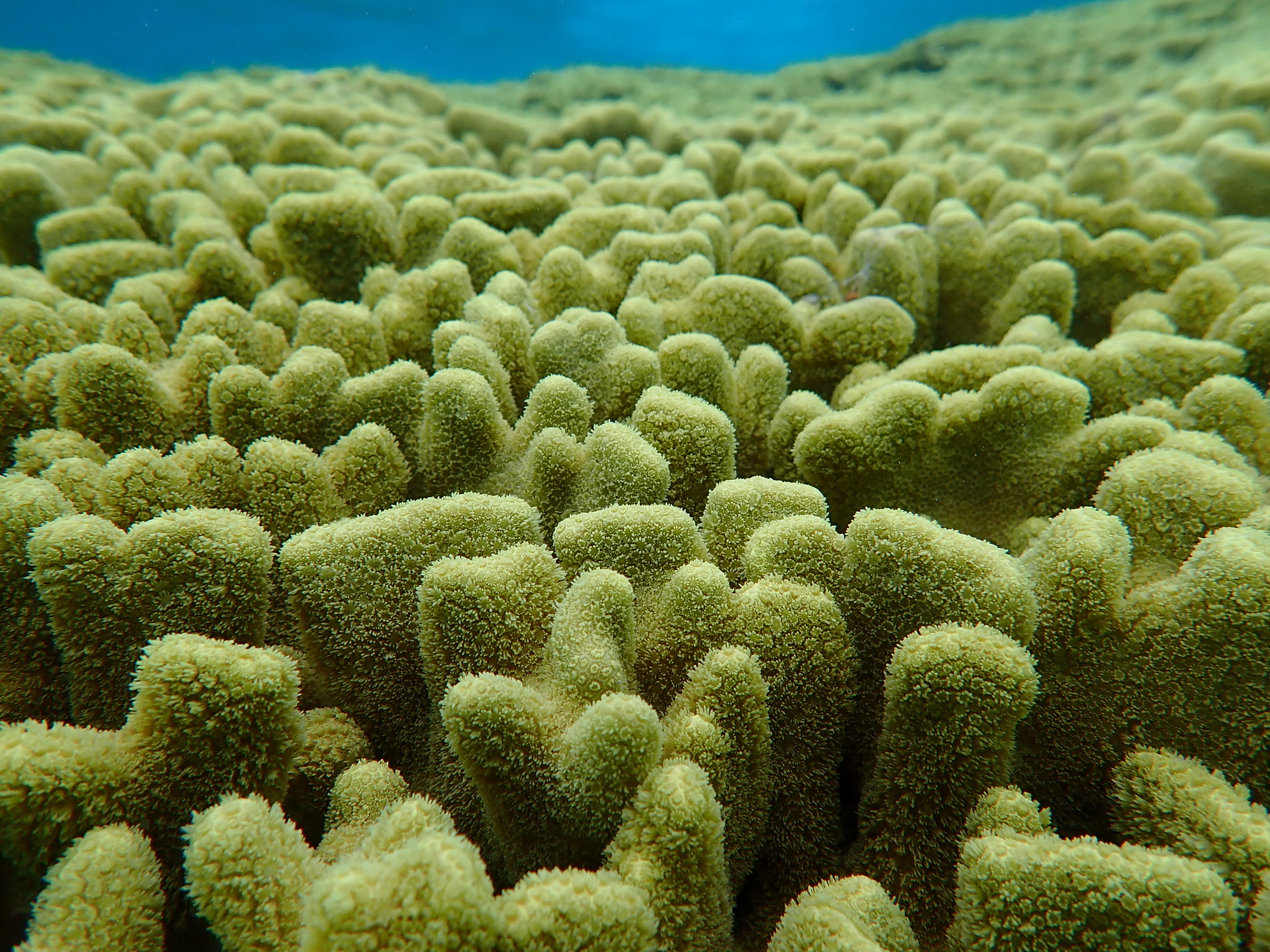 Porites cylindrica Dana, 1846