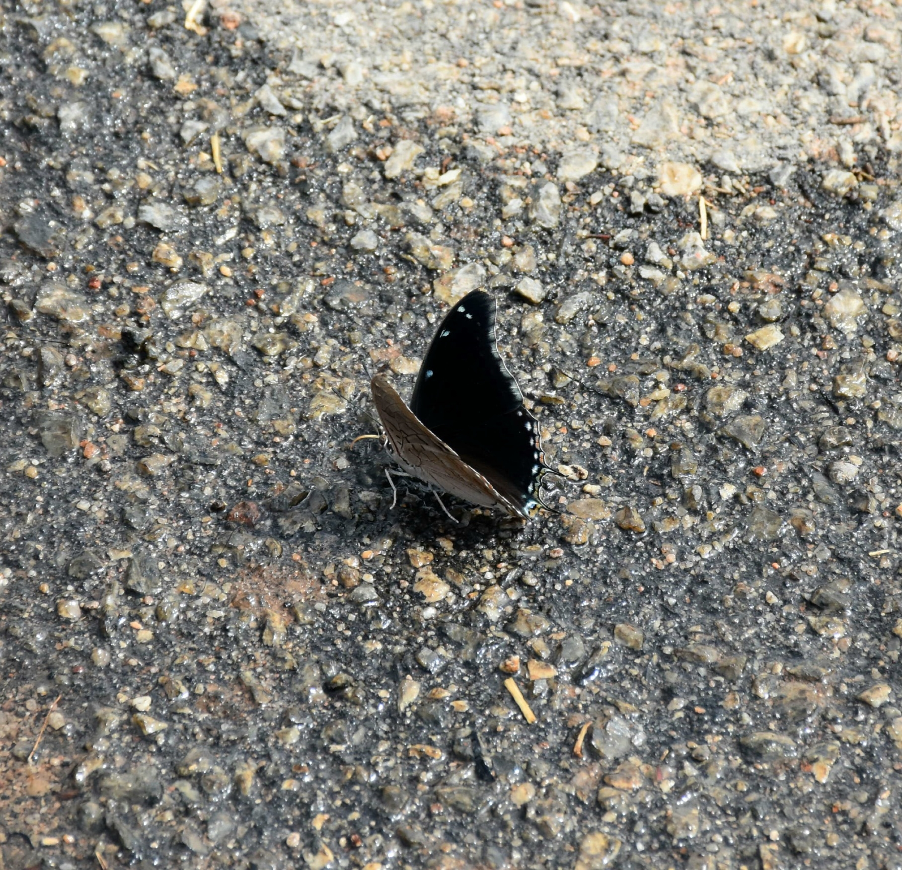 Charaxes viola Butler, 1865