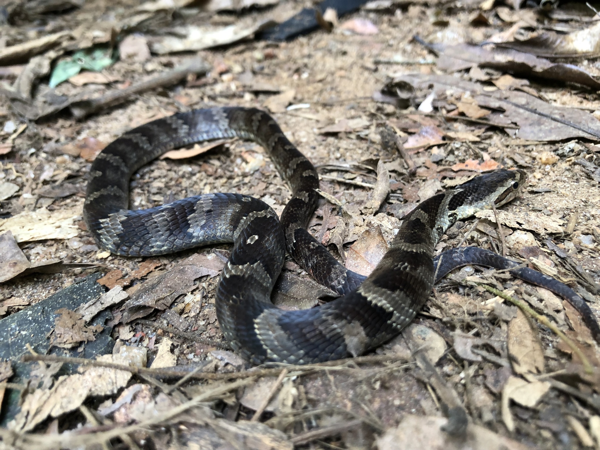 Xenodon neuwiedii Günther, 1863