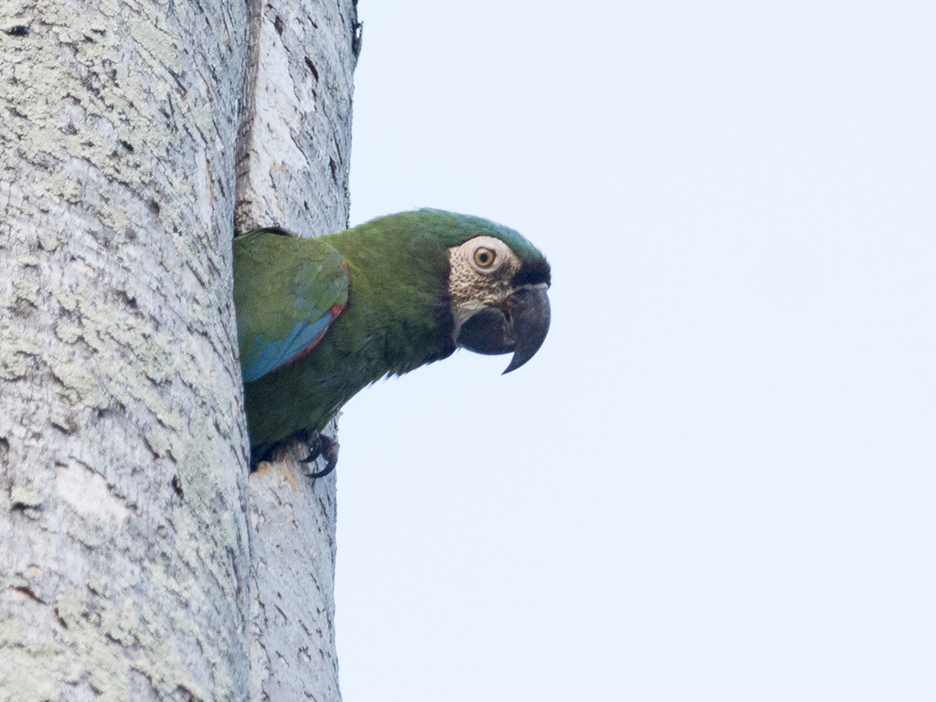 Chestnut-fronted Macaw (Wildlife of the United States - Birds Pt.1 ...