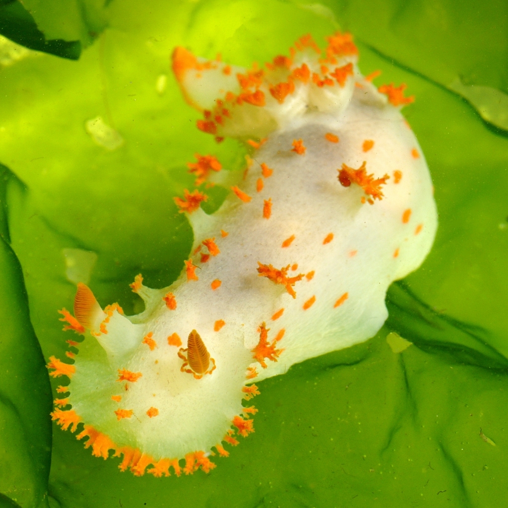 Clown Dorid (Nudibranchs and Other Sea Slugs of California) · iNaturalist