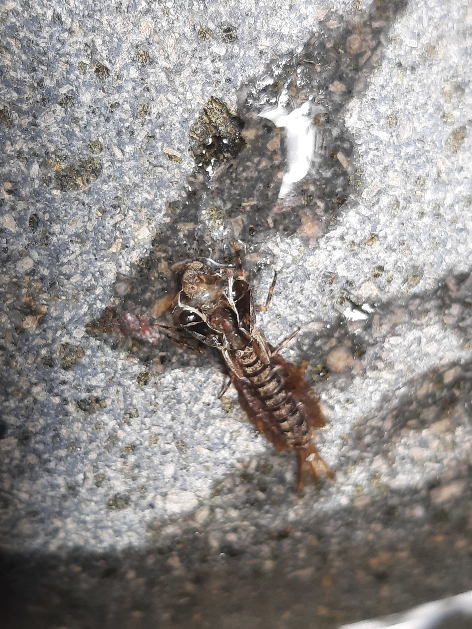 Ameletopsidae