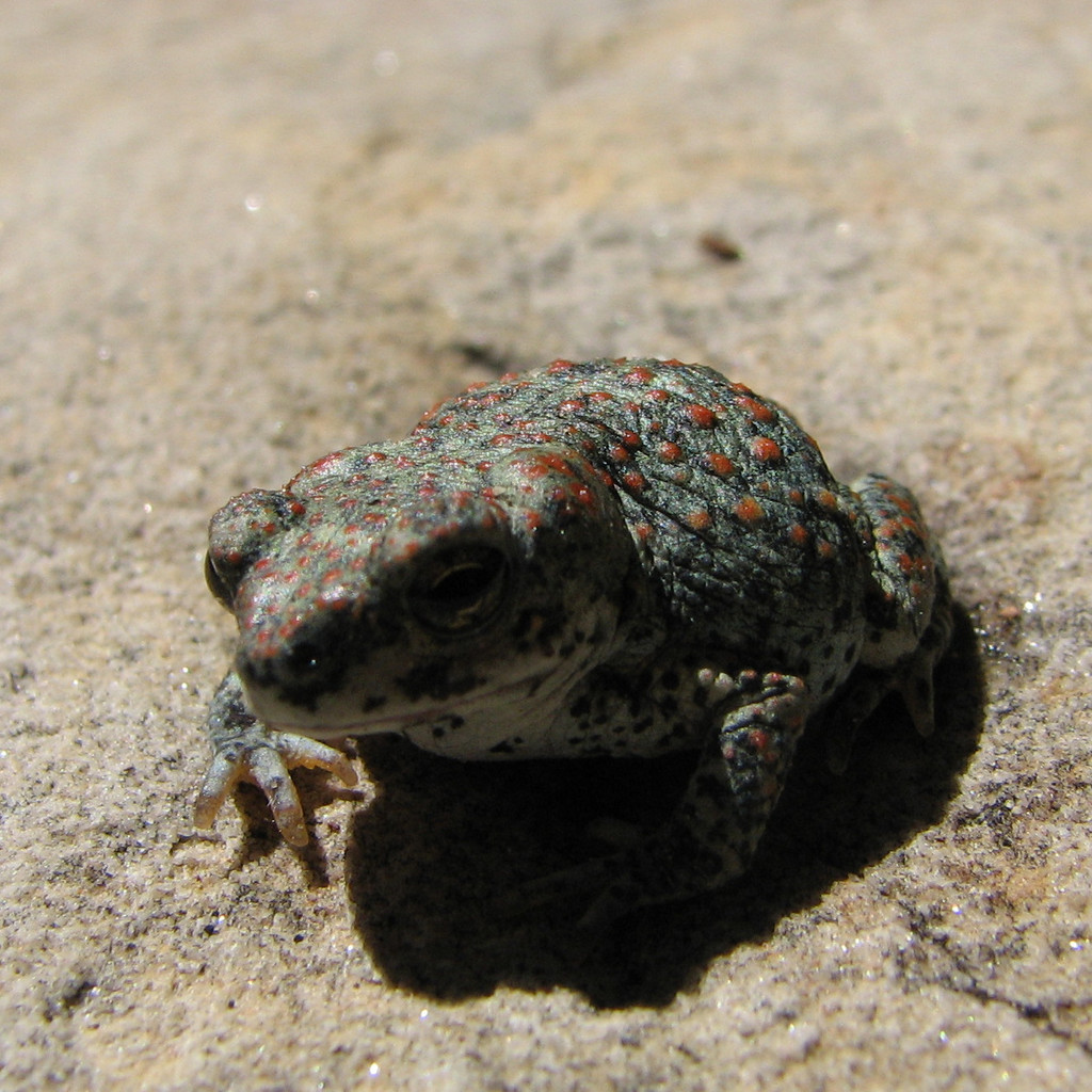 Red-spotted Toad from Clark County, NV, USA on August 12, 2010 at 02:16 ...