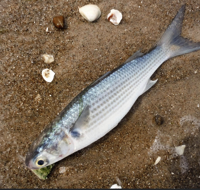 Sea Mullet from Port Of Corpus Christi, Corpus Christi, TX, US on ...