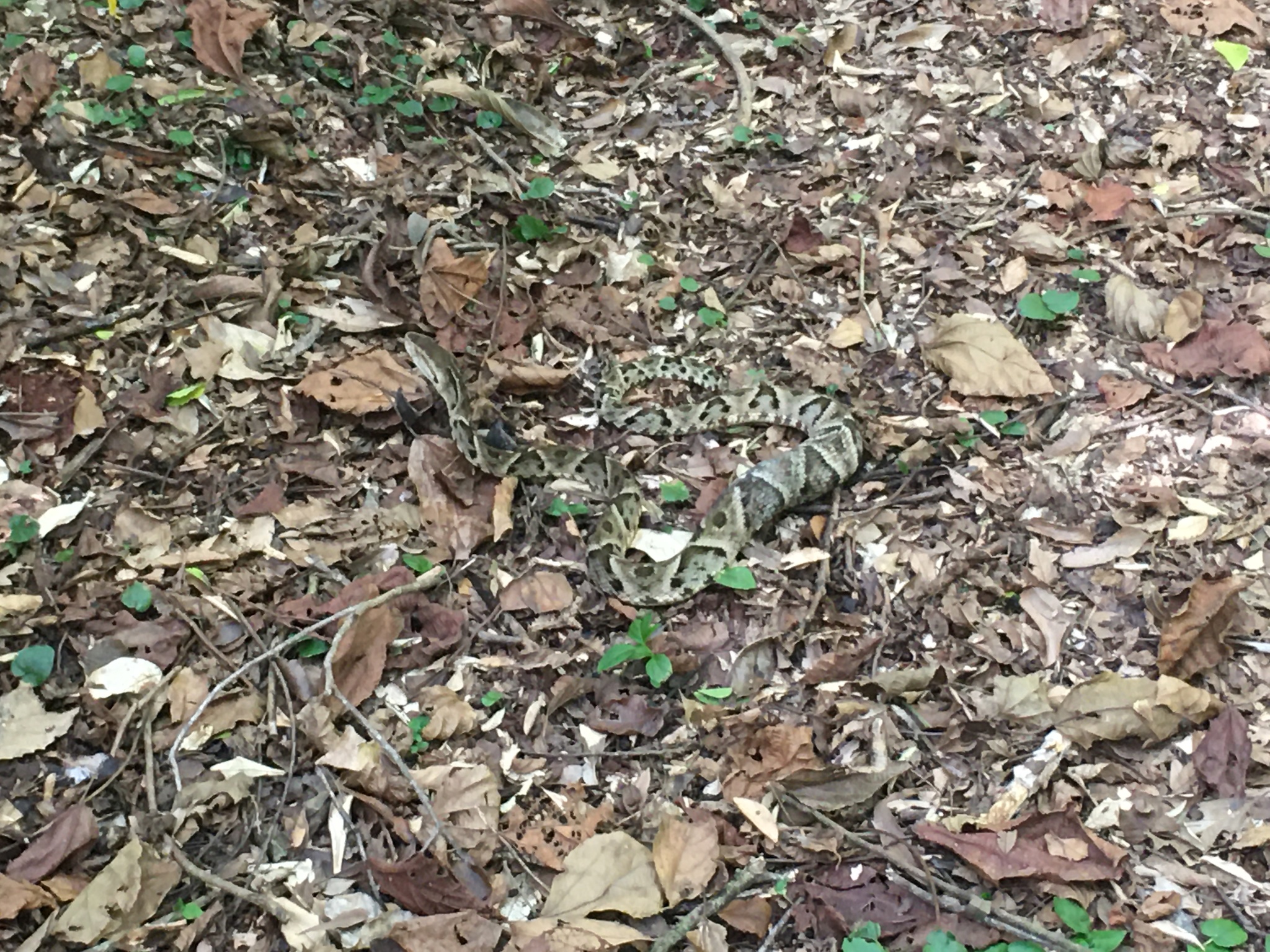 10 Facts About Bothrops Moojeni (Brazil) – Snake Radar