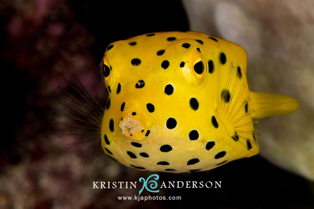 Yellow Boxfish (Ostracion cubicum) - Marine Life Identification