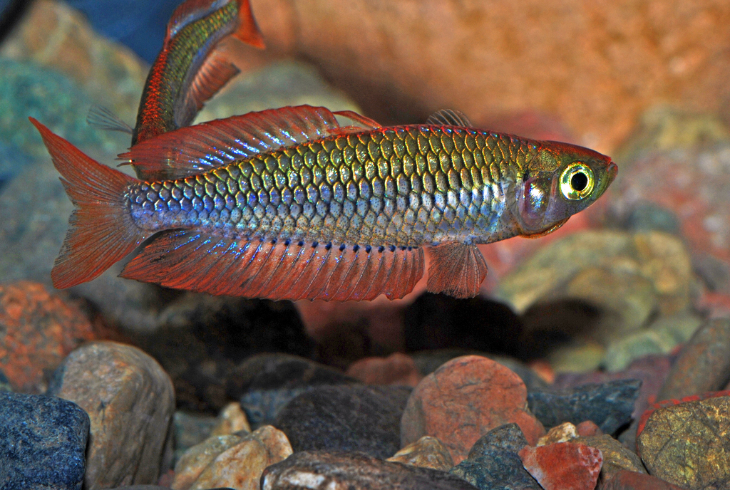 Ornate Rainbowfish in October 2011 by Leo O. Poona Creek, QLD · iNaturalist
