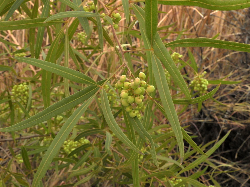 african sumac from Peoria, Maricopa Co., Arizona on February 27, 2022 ...