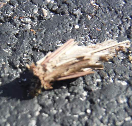 Bagworm Moths from Padre Island National Seashore, TX, US on October 31 ...