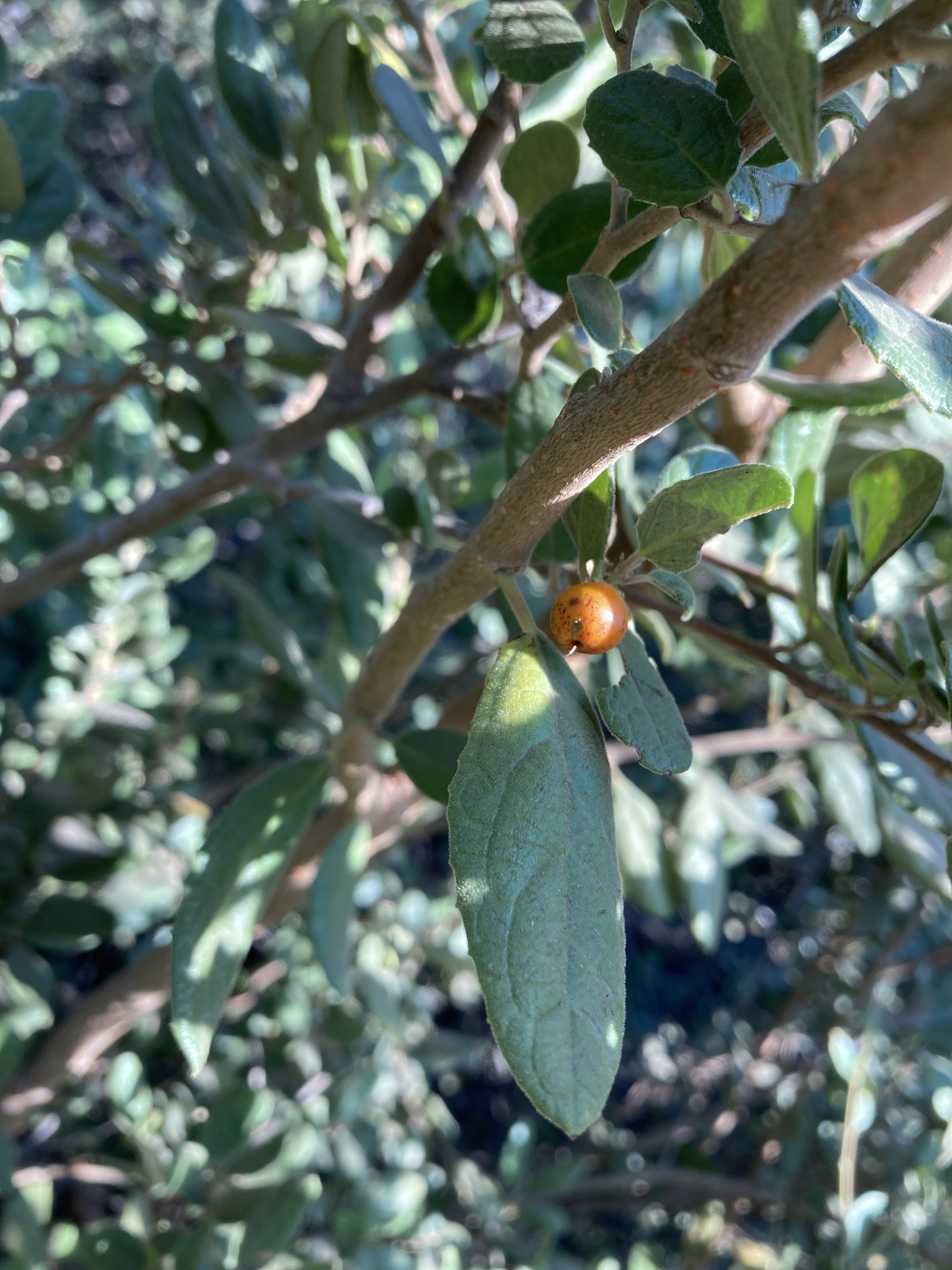 Azara dentata Ruiz & Pav.