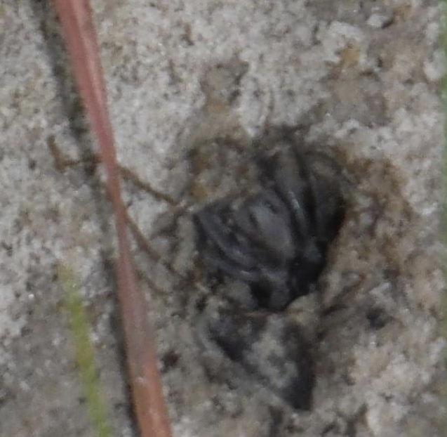 Burrowing Wolf Spiders from Padre Island National Seashore, TX, US on ...
