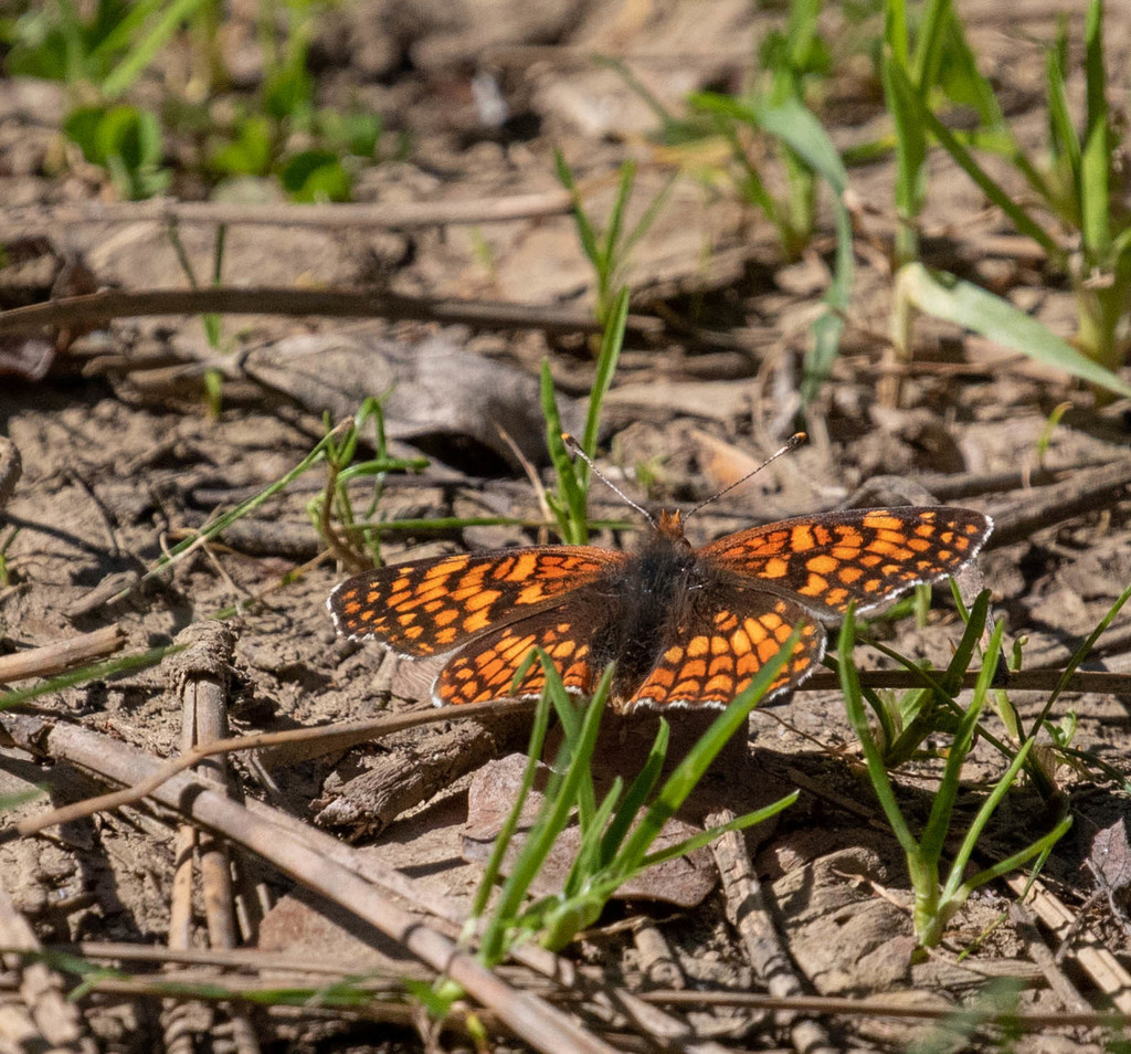 Northern Checkerspot from Mount Diablo State Park, Contra Costa ...