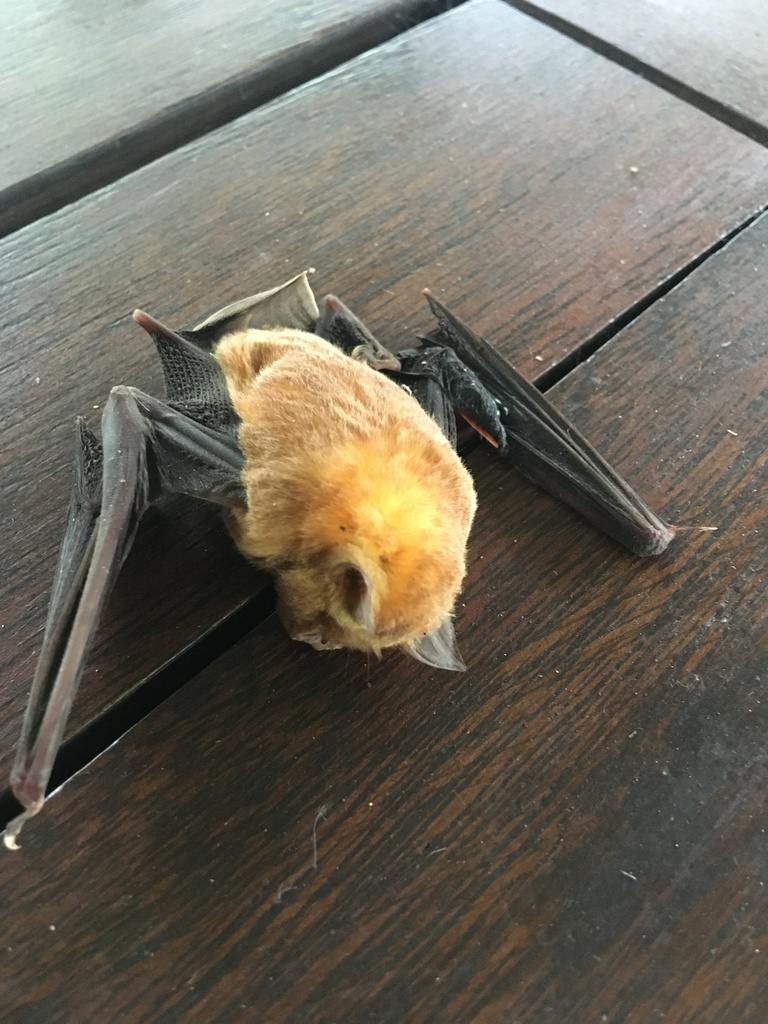 Orange Leaf-nosed Bat in February 2022 by gsimmo · iNaturalist