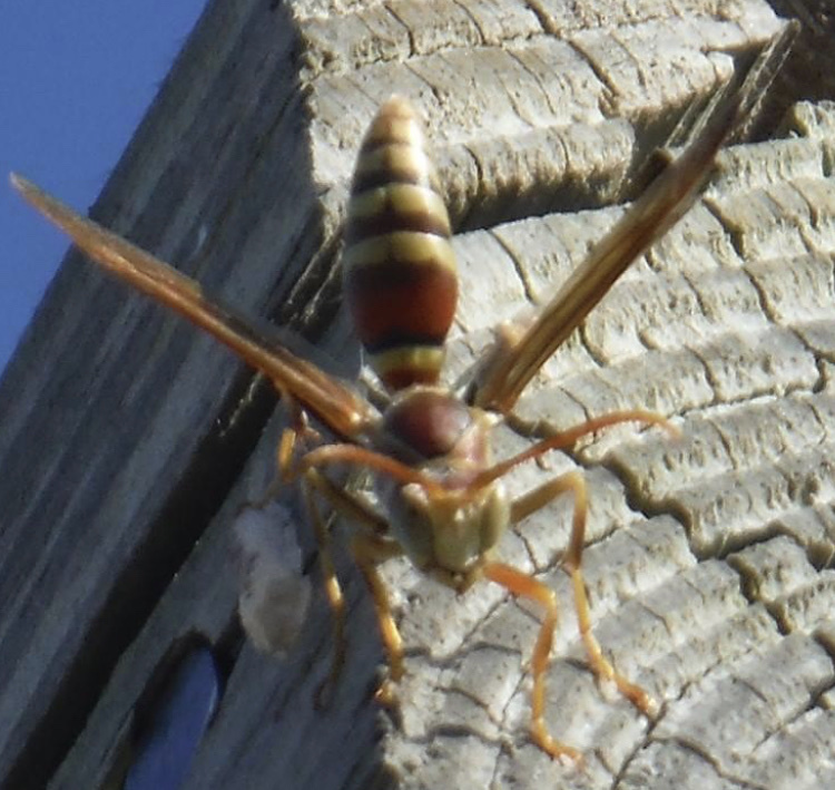 Guinea Paper Wasp from Padre Island National Seashore, TX, US on ...