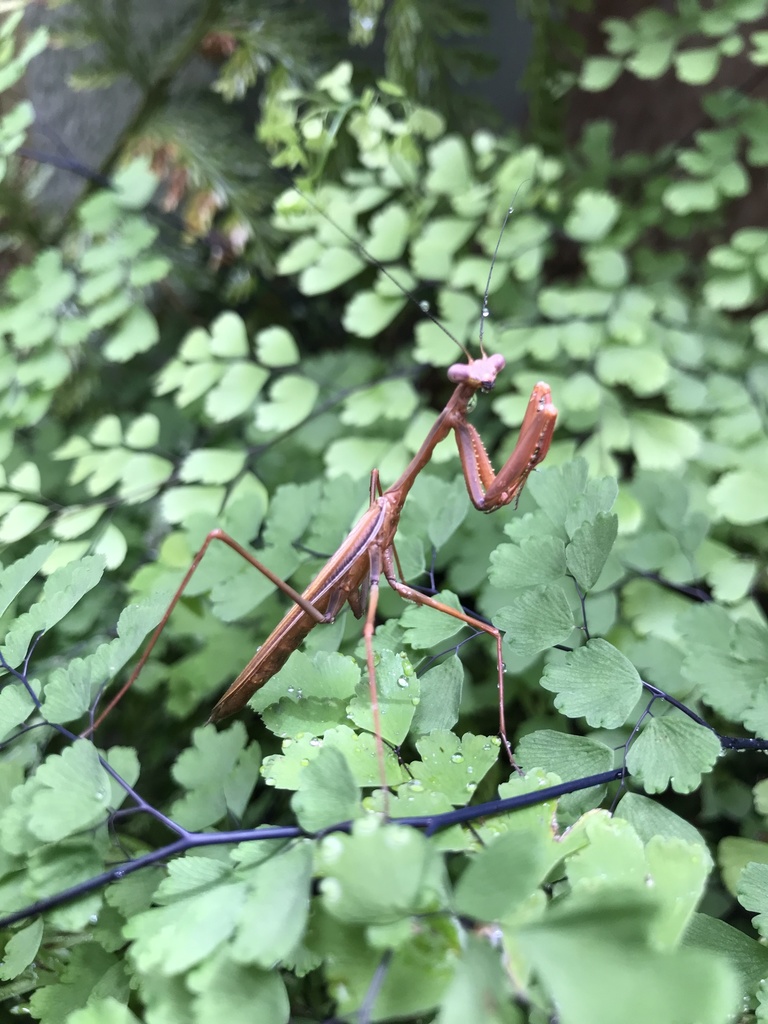 False Garden Mantis from Goodwin St, The Basin, VIC, AU on February 28 ...