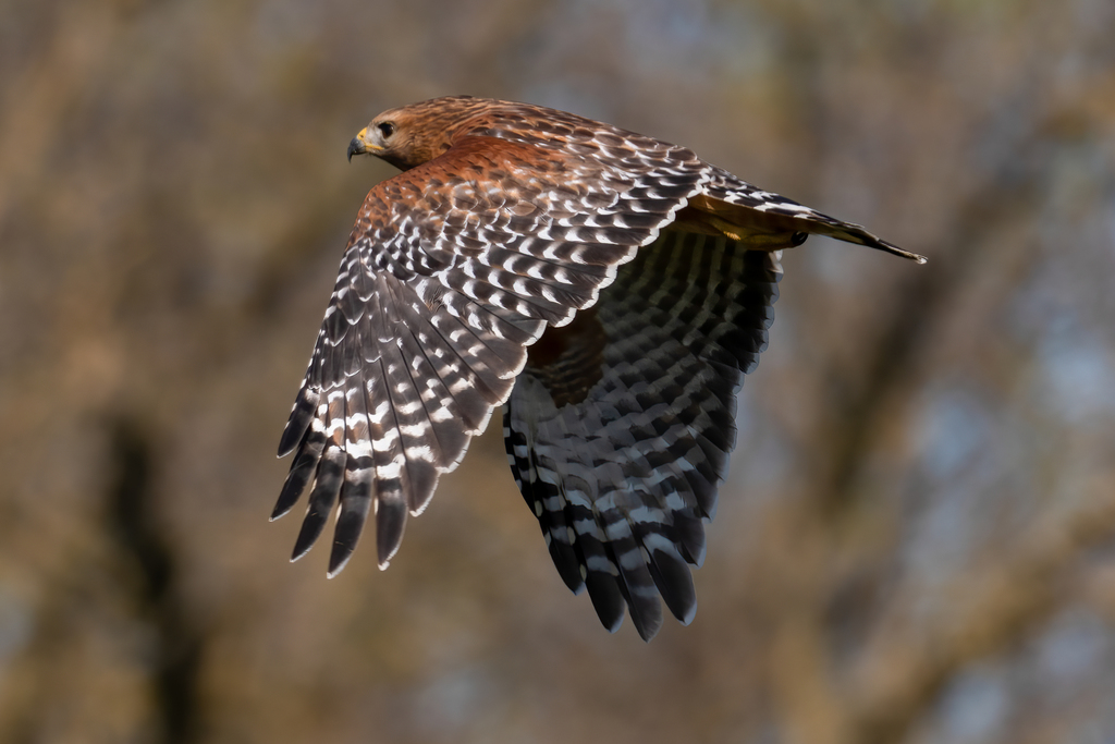 Red-shouldered Hawk (Birds of Northwest Lower Michigan) · iNaturalist