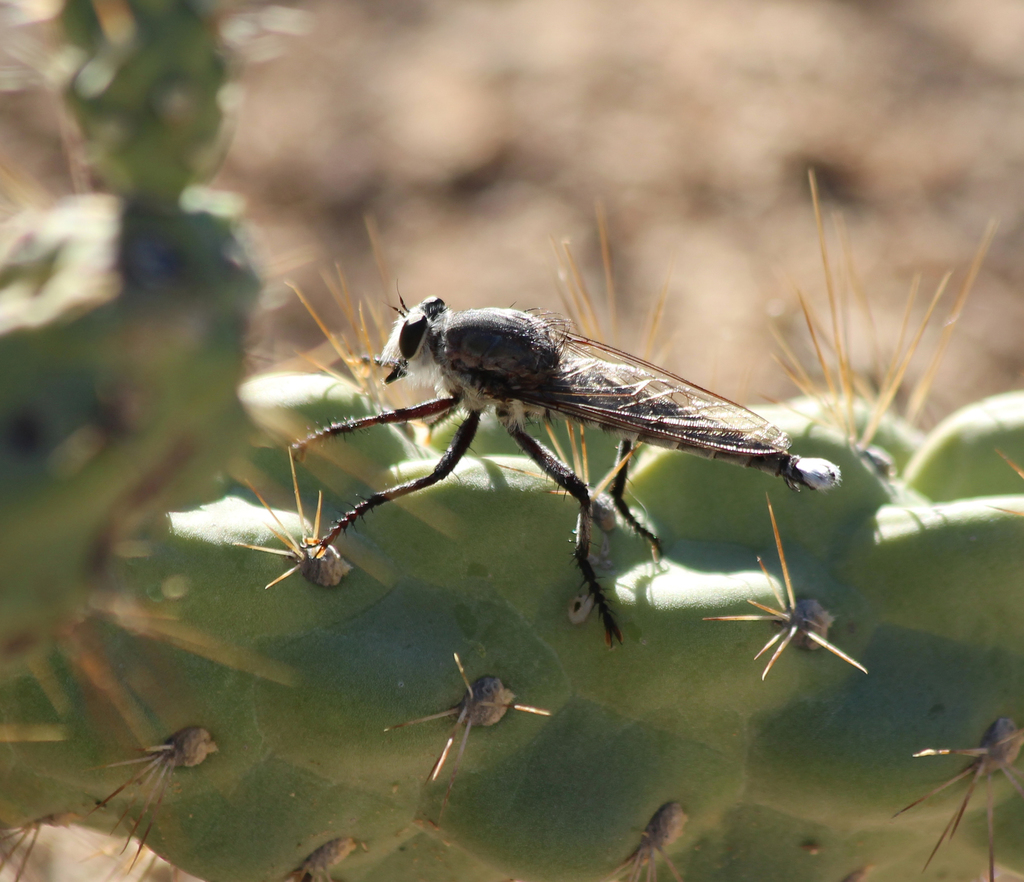 Giant Robber Flies from Marana, AZ, US on December 31, 2000 at 01:00 PM ...