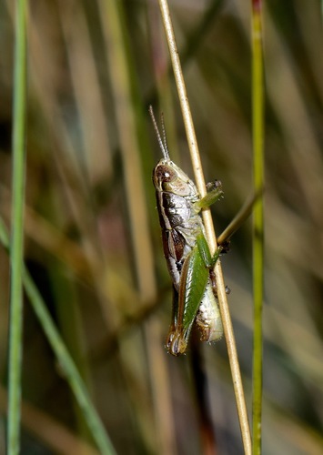 Jivarus laevis · iNaturalist